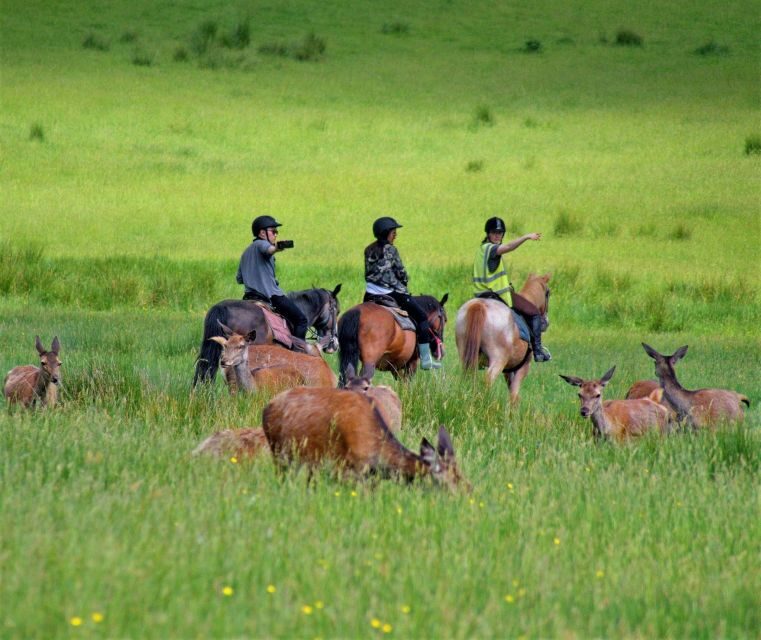 Kerry: Guided Horse Riding Tour in Killarney National Park - An In-Depth Look at the Ride