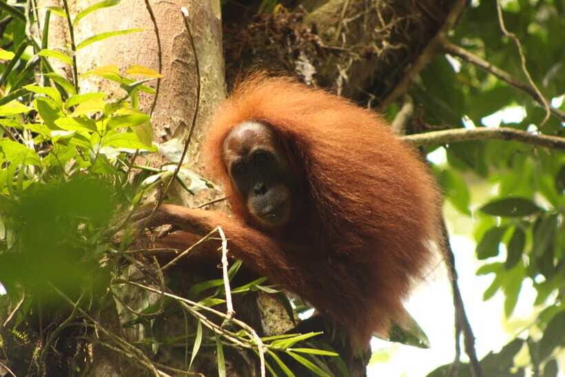Ketambe Sumatra Jungle Trekking and Rafting - The Sum Up