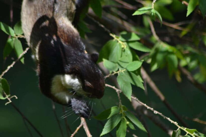 Ketambe Sumatra Jungle Trekking and Rafting - Who Is This Tour Best For?