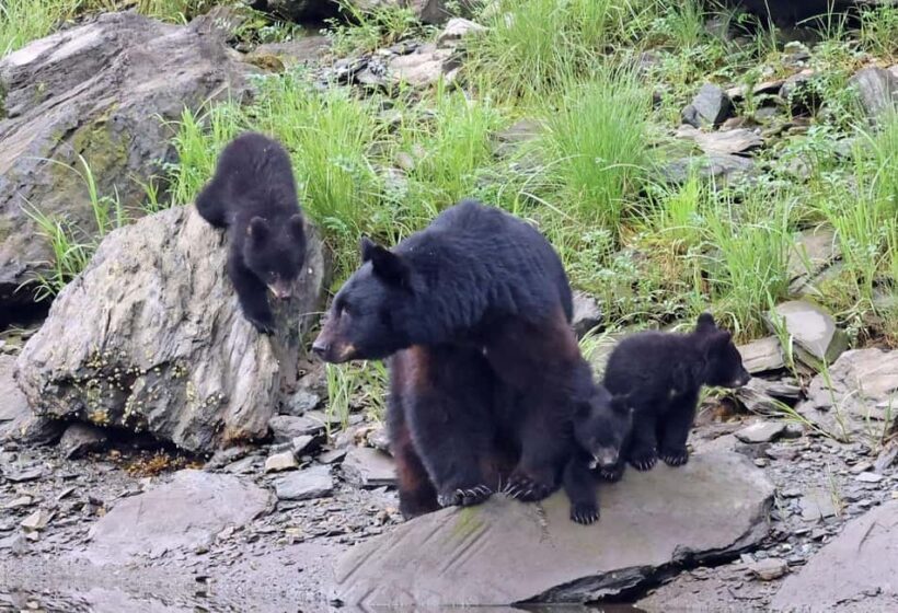 Ketchikan: Alaska Native Cultural and Scenic Shore Excursion - The Itinerary in Detail