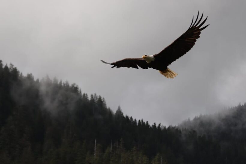 Ketchikan: Alaska Native Cultural and Scenic Shore Excursion - What Reviewers Say