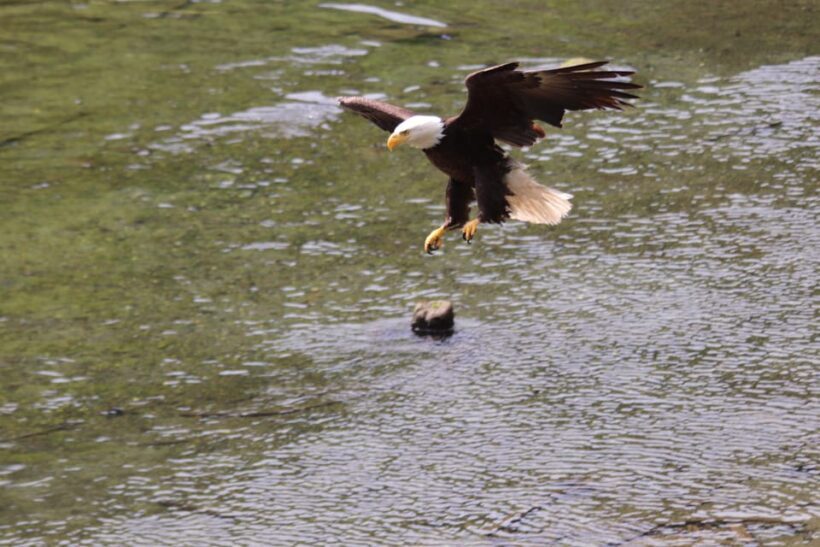 Ketchikan: Alaska Native Cultural and Scenic Shore Excursion - The Sum Up