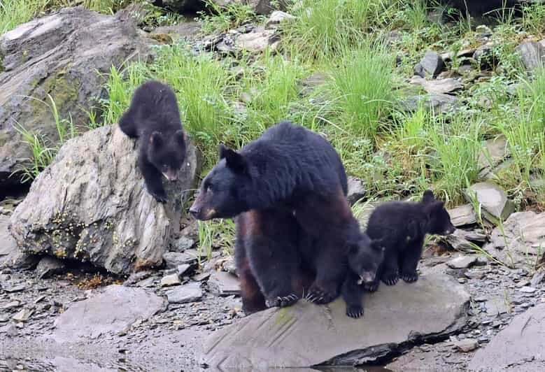 Ketchikan: Alaska Native Cultural and Scenic Shore Excursion - FAQ