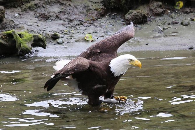 Ketchikan All In One - FAQ