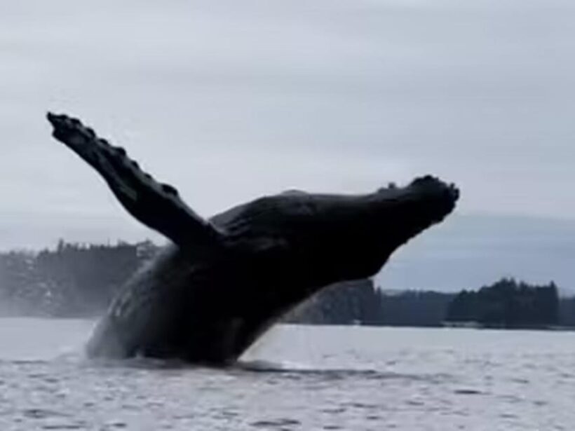 Ketchikan: Kayak Eco-Tour - Practical Tips for Making the Most of Your Tour