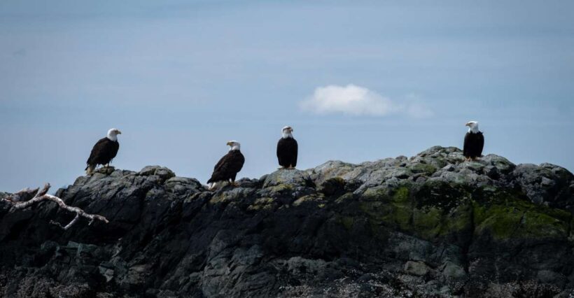 Ketchikan: Lighthouse, Totems & Eagles Excursion - An In-Depth Look at the Lighthouse, Totems & Eagles Tour