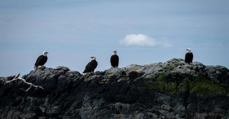 Ketchikan: Lighthouse, Totems & Eagles Excursion - Itinerary Breakdown