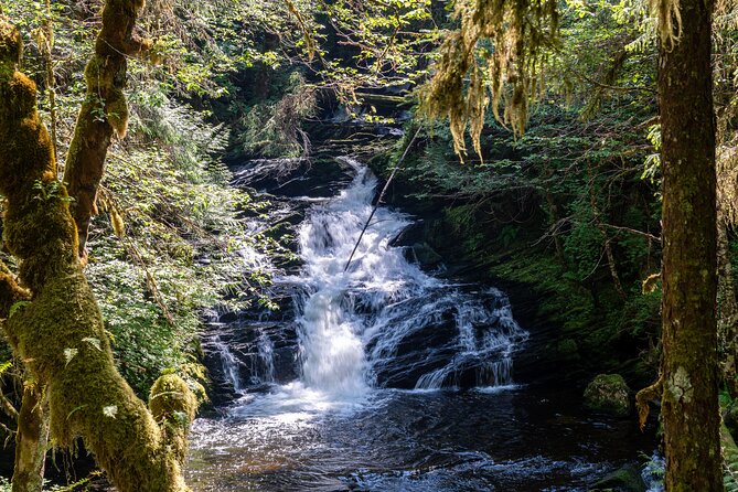 Ketchikan Magical Old-Growth Creek Trek Guided Tour - Discovering Ketchikan’s Old-Growth Forests
