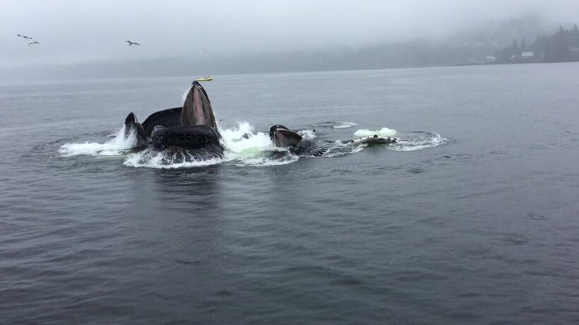 Ketchikan: Marine Wildlife and Whale Watching Boat Tour - Who Should Consider This Tour?