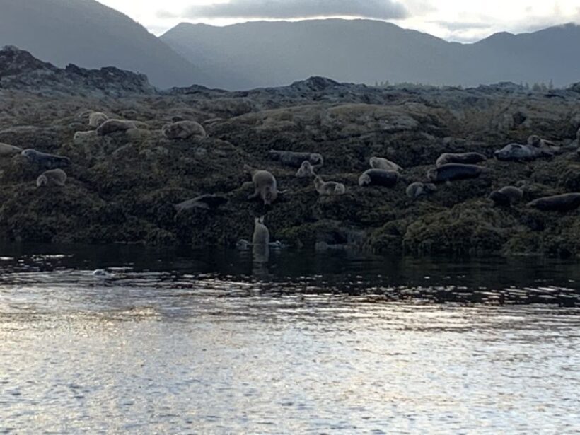 Ketchikan: Marine Wildlife and Whale Watching Boat Tour - FAQ