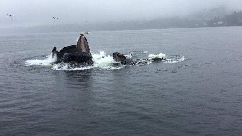 Ketchikan: Marine Wildlife and Whale Watching Boat Tour - Who Will Love This Tour?