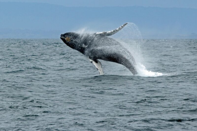 Ketchikan: Marine Wildlife and Whale Watching Boat Tour - FAQ