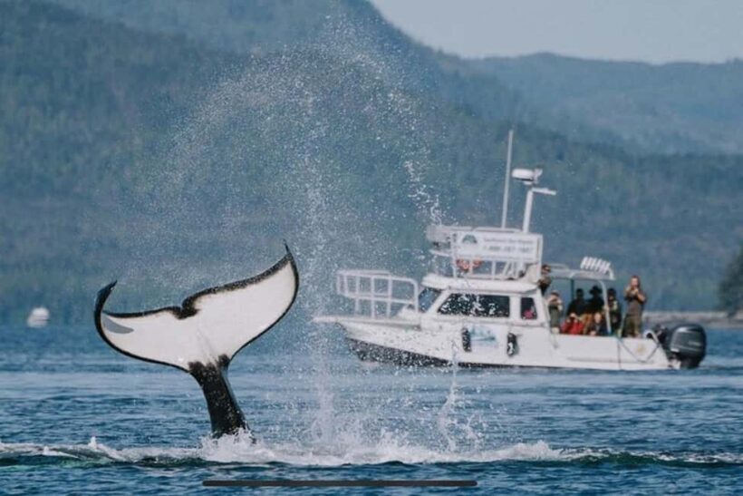 Ketchikan: Orca Cove Fast Boat and Sea Kayak Tour - An In-Depth Look at the Orca Cove Experience