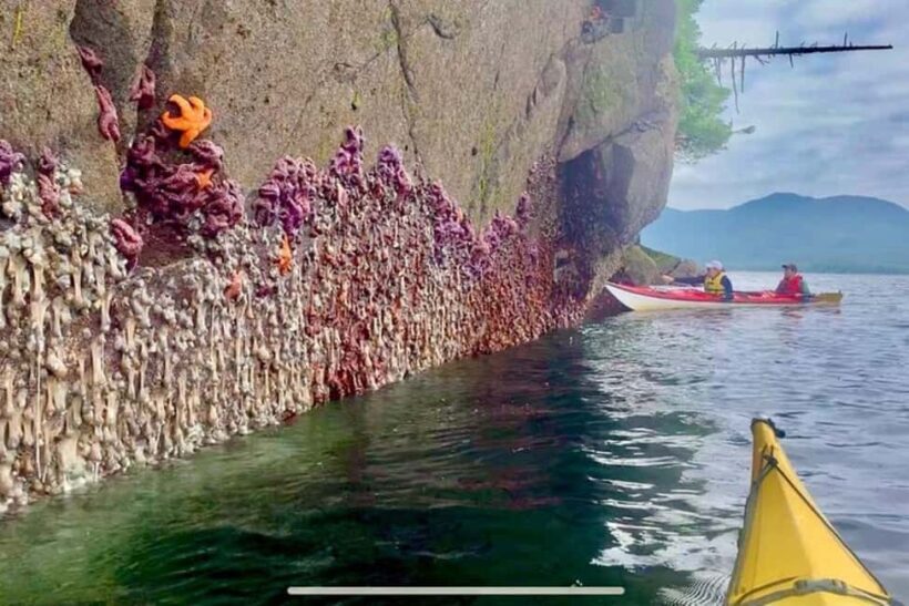 Ketchikan: Orca Cove Fast Boat and Sea Kayak Tour - Who Should Consider This Tour?