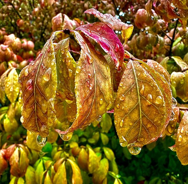 Ketchikan Photo Safari - Final Thoughts