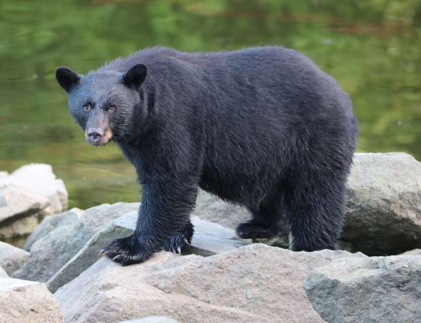 Ketchikan: Potlatch Park, City and Wildlife Private Van Tour - A Closer Look at the Tour Itinerary
