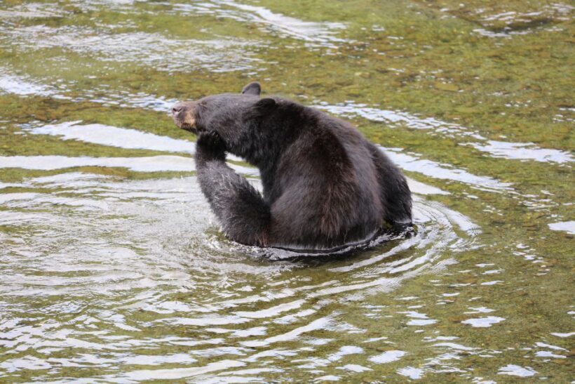 Ketchikan: Potlatch Park, City and Wildlife Private Van Tour - Who Will Love This Tour?