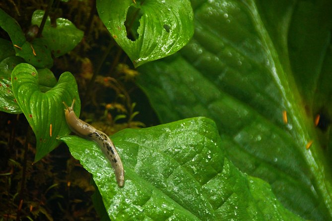 Ketchikan Rainforest Sanctuary and Totem Park - Booking Information and Policies