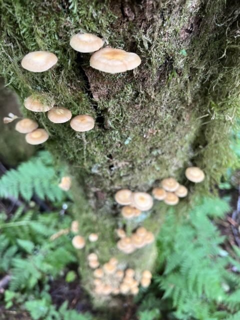 Ketchikan: Tongass Forest Alaska Bigfoot ATV Ride and Hike - What to Expect from the Tour