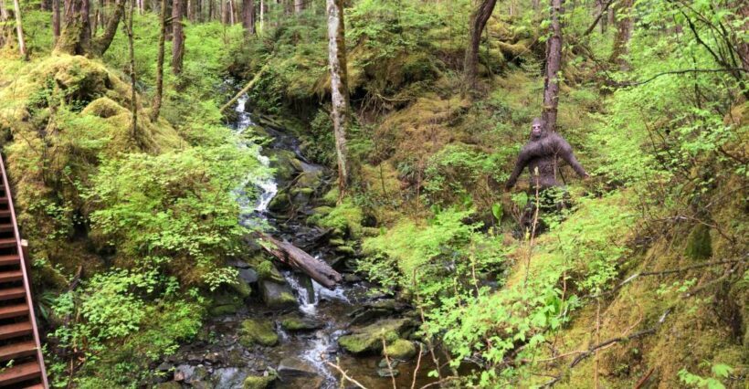 Ketchikan: Tongass Forest Alaska Bigfoot ATV Ride and Hike - Analyzing the Value