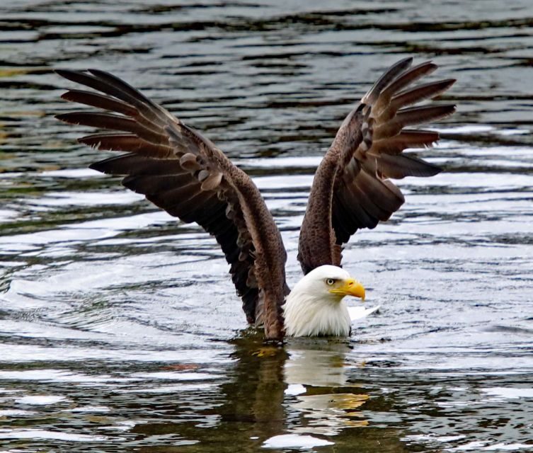 Ketchikan: Totem Pole, Wildlife & City Trolley Tour - Authentic Experiences and Guest Feedback