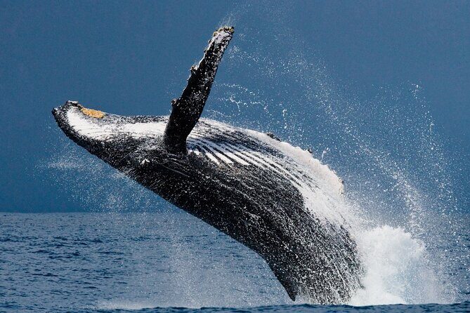 Ketchikan Ultimate Whale Watching, Wildlife, & Wilderness Dining - An Inside Look at the Itinerary
