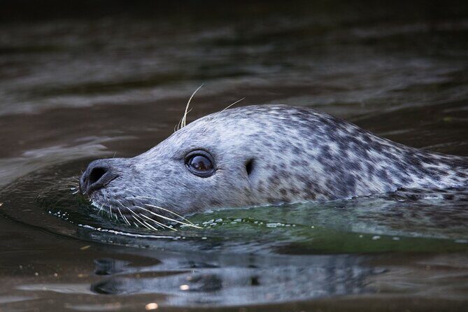 Ketchikan Ultimate Whale Watching, Wildlife, & Wilderness Dining - Value and Pricing
