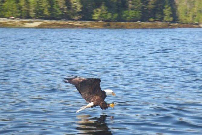 Ketchikan Whale Watching and Nature Tour - Authentic Review Highlights