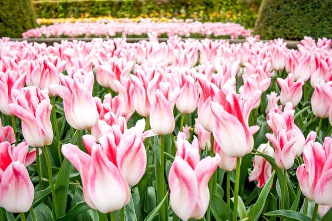 Keukenhof Entry Ticket plus Round-Trip Shuttle Bus from Amsterdam - Things to Keep in Mind