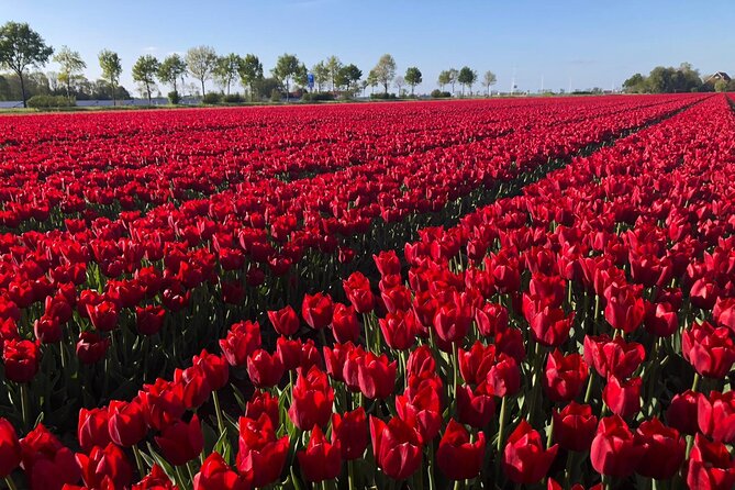 Keukenhof Gardens and Delft Guided Tour From Amsterdam - Booking and Cancellation Policy