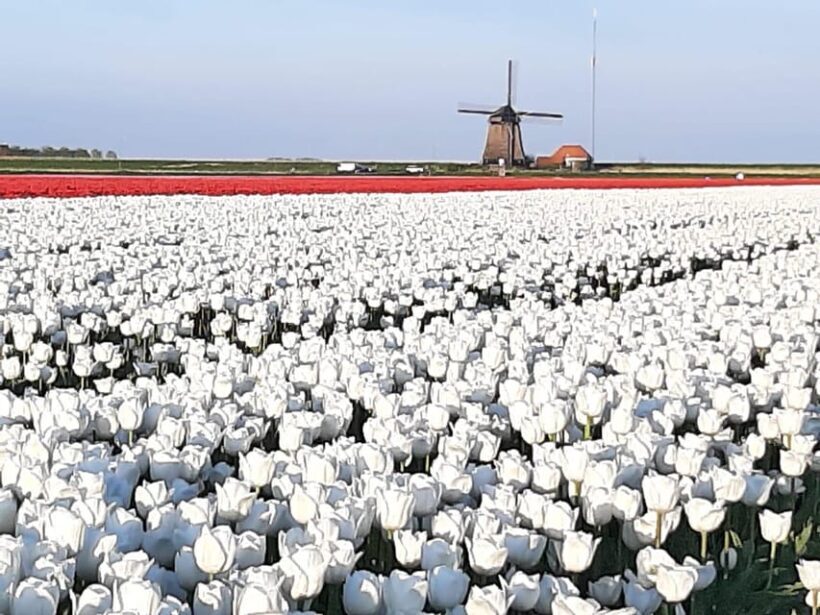 Keukenhof: Private Tulip & Windmill tour with cheese tasting - Key Points