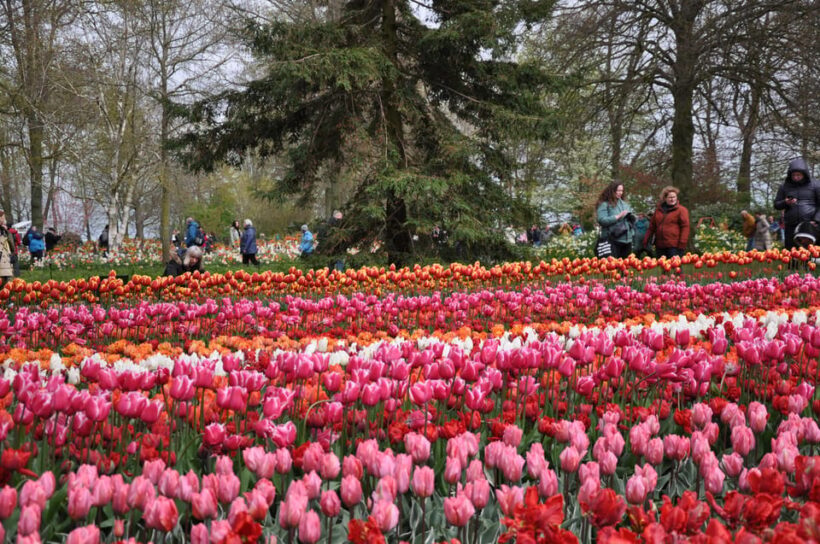 Keukenhof: Private Tulip & Windmill tour with cheese tasting - Exploring the Dutch Countryside and Iconic Sights
