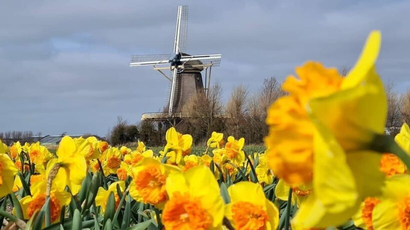 Keukenhof: Private Tulip & Windmill tour with cheese tasting - Who Will Love This Tour?