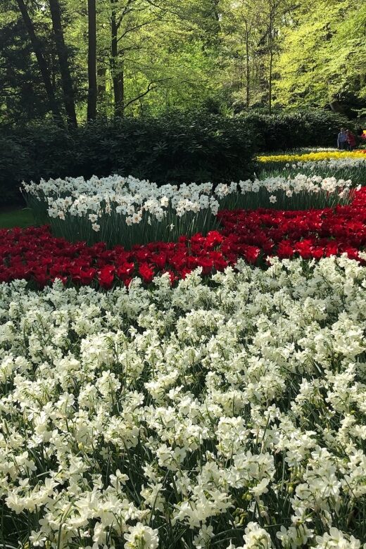 Keukenhof, Tulip Farm, Flower Fields & Windmills - Key Points