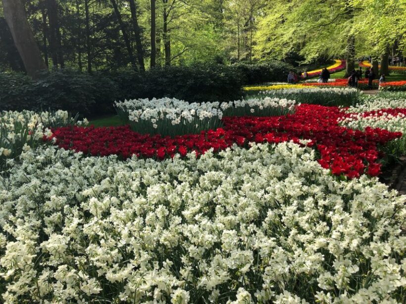 Keukenhof, Tulip Farm, Flower Fields & Windmills - What Makes This Tour Stand Out?