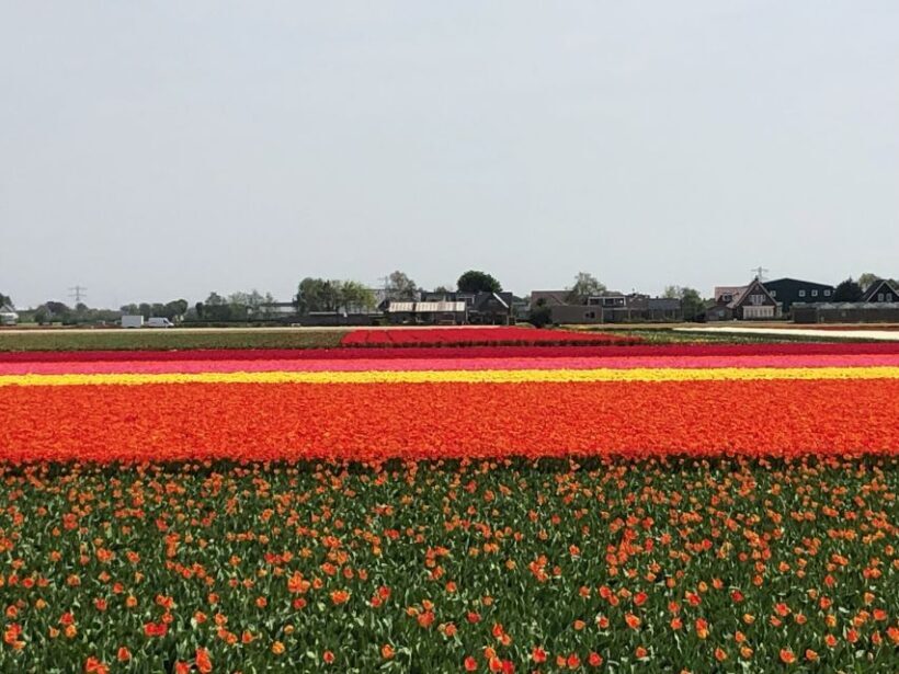Keukenhof, Tulip Farm, Flower Fields & Windmills - Who Would Love This Tour?