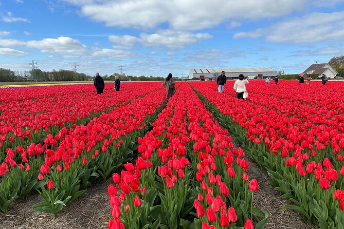 Keukenhof, Tulip Farm & Windmill Cruise: Day Tour From Amsterdam - Tour Overview