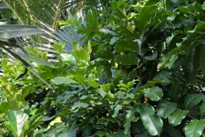 Kew Gardens, Richmond - Self-Guided Audio Tour - Accessibility and Logistics