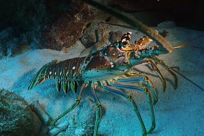 Key Largo 2-Tank Scuba Dive Trip Within Pennekamp Reserve - Meeting and Pickup Information