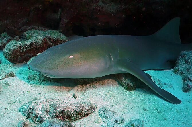 Key Largo 2-Tank Scuba Dive Trip Within Pennekamp Reserve - Exploring the Underwater World of Pennekamp Reserve