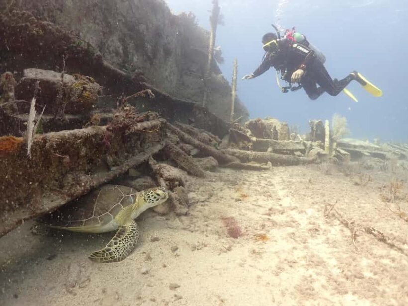 Key Largo: 2-Tank Shallow Reef Dive with Guide & Photos - Who Will Love This Tour?
