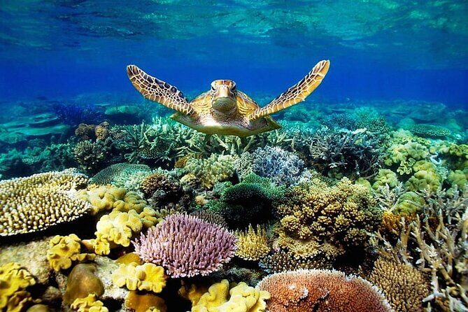 Key Largo Coral Reef Park and Sunset Celebration - Transportation and Group Size