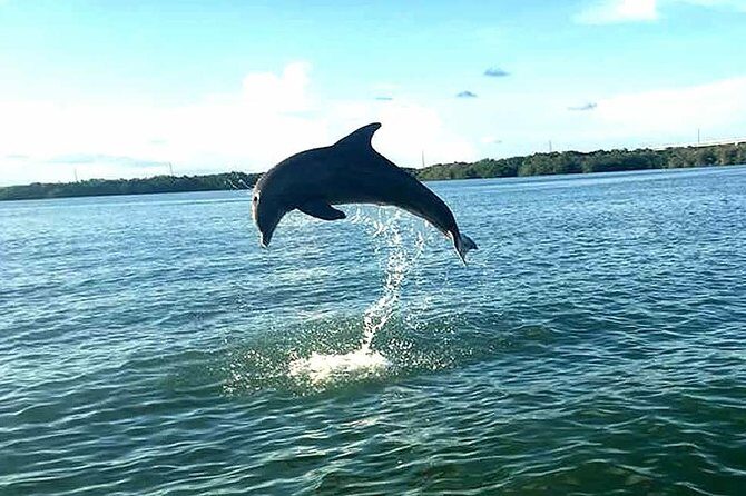 Key Largo Mangrove Private Eco-Tours - Why This Tour Shines