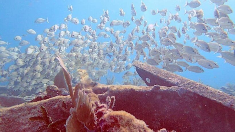 Key Largo: Molasses Reef Novice to Intermediate Dive - Final Thoughts