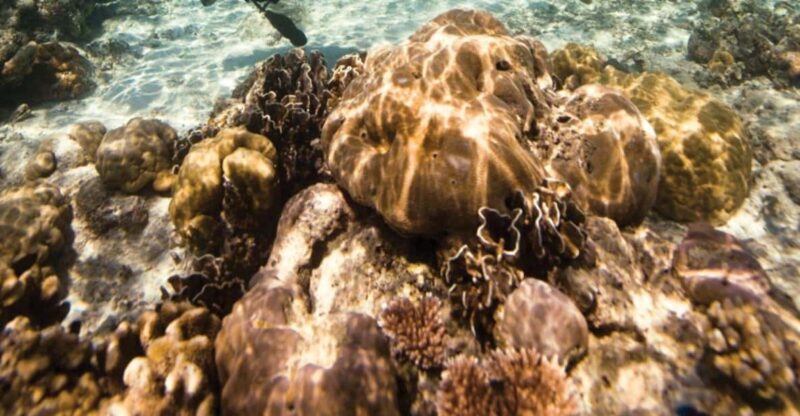 Key Largo: Scuba Refresher Course - What to Expect from Your Day in Key Largo