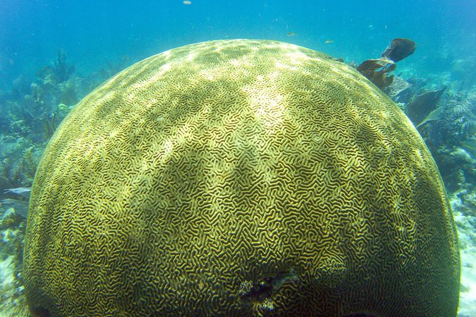 Key Largo Snorkeling Tour - Rental Mask, Fins and Vest INCLUDED - Snorkeling Experience and Activities