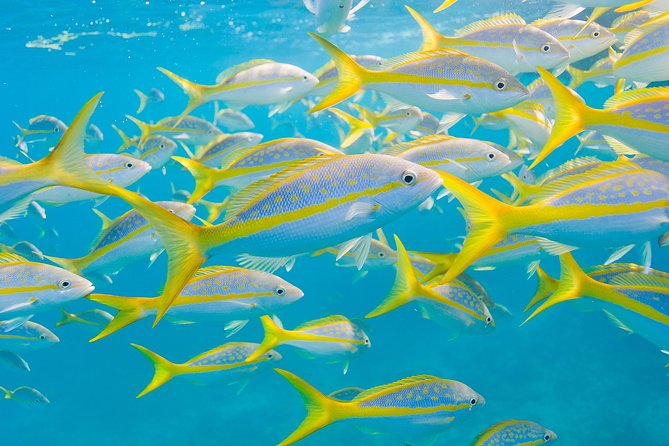 Key Largo Snorkeling Tour - Rental Mask, Fins and Vest INCLUDED - Accessibility and Participation Guidelines