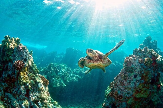 Key Largo Snorkeling Trips & Sandbar Tours - Tour Highlights