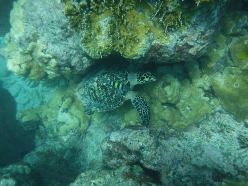 Key West: 3-Hour Afternoon Reef Snorkel with Drinks - Key Points: