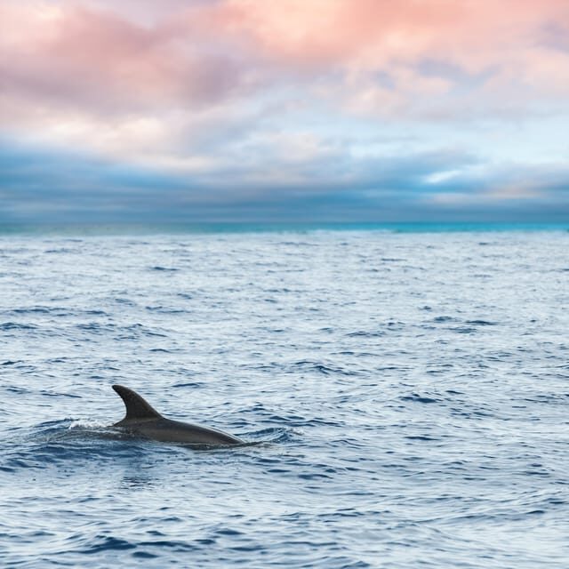 Key West: Afternoon Catamaran Sail and Dolphin Watch - What You Can Expect from the Tour